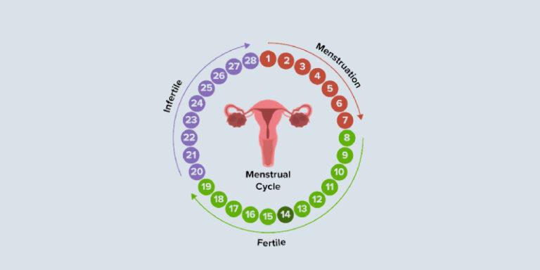 What is a normal Menstrual Cycle? - Kanaa - Turning Dreams Into Families