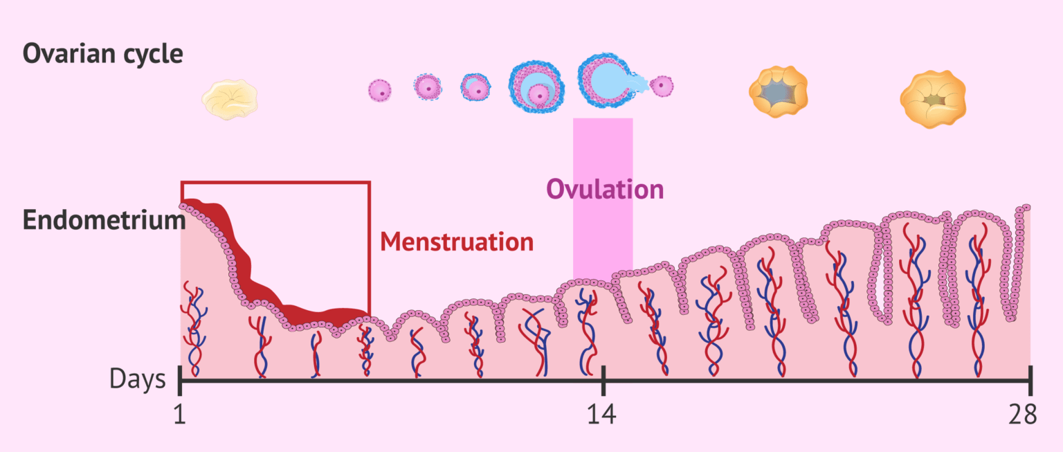 How to determine when you are ovulating? - Kanaa - Turning Dreams Into Families